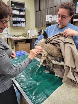 How Geese Survive the Winter Months | WGC