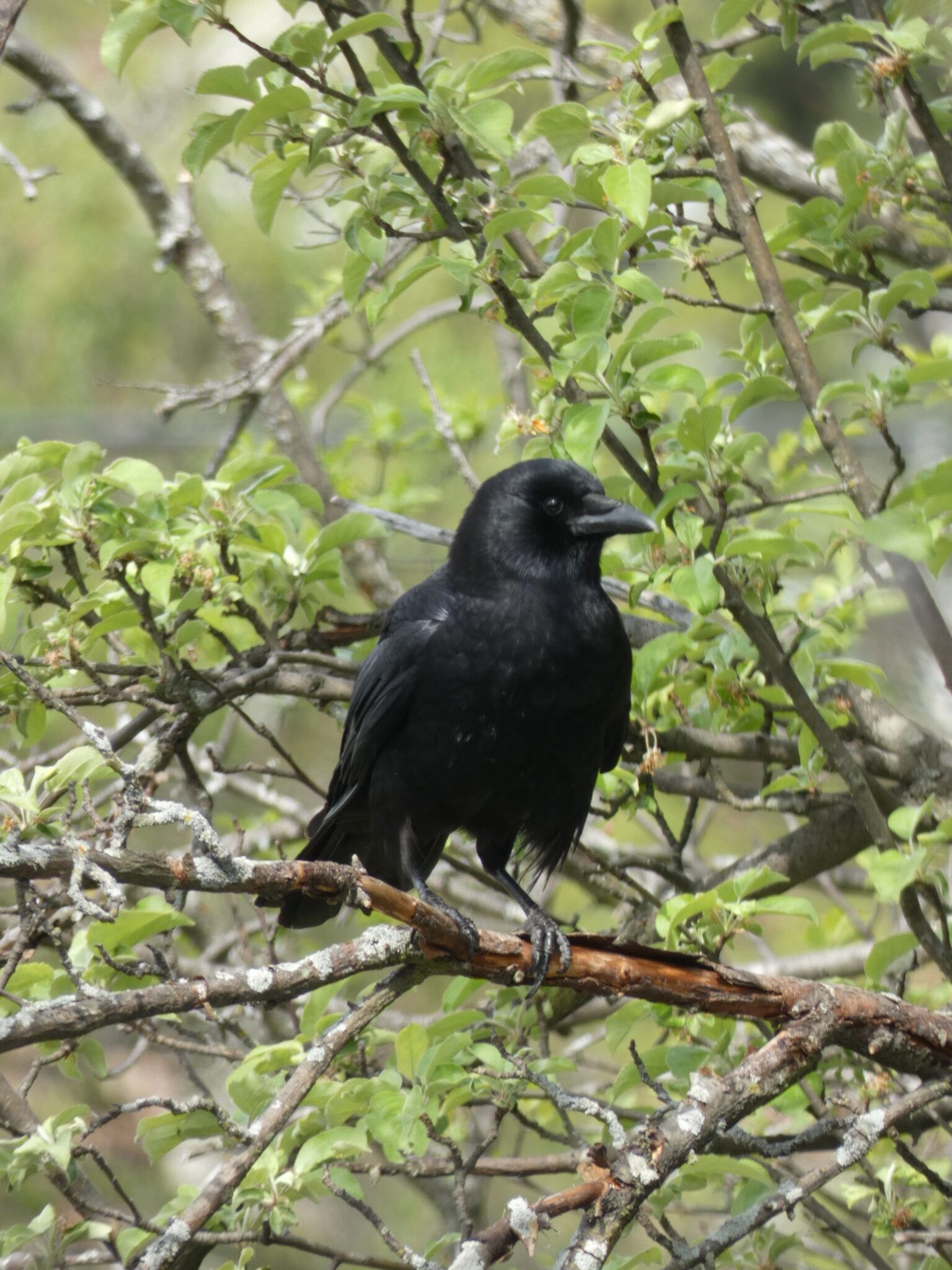 Crows Control & Management | Humane Bird Solutions